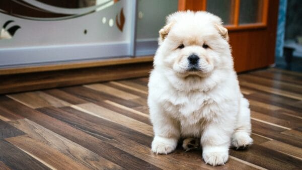 8 Chow Chow Coat Colors & Patterns That Make Them Unforgettable