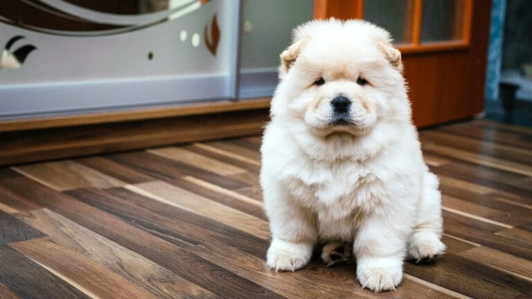 8 Chow Chow Coat Colors & Patterns That Make Them Unforgettable