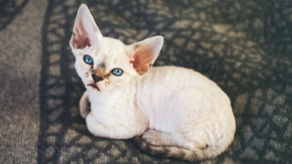 15 Miniature Cat Breeds that Prove Big Attitudes Come in Small Packages