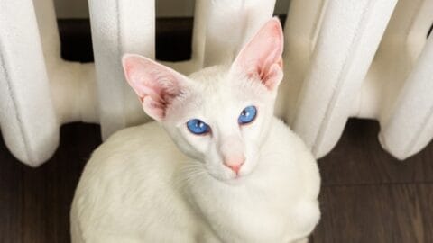 15 Gorgeous Breeds of White Cats That Could Be Perfect for You