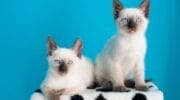 15 Gorgeous Breeds of White Cats That Could Be Perfect for You