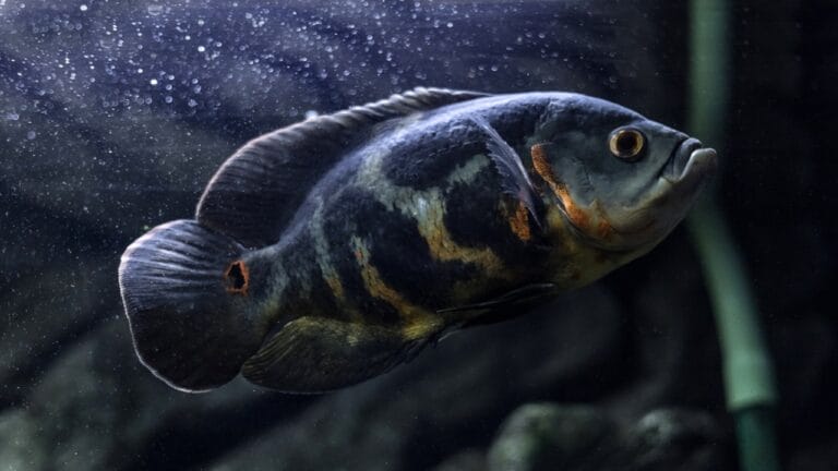 15 Oscar Fish Varieties for the Perfect Aquarium