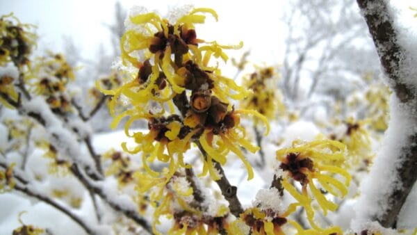 Witch Hazel Growing Tips for a Shrub That Stands Out All Year Long
