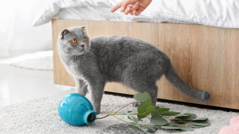 18 Tips to Turn Your Playful Kitten into a Well-Behaved Cat