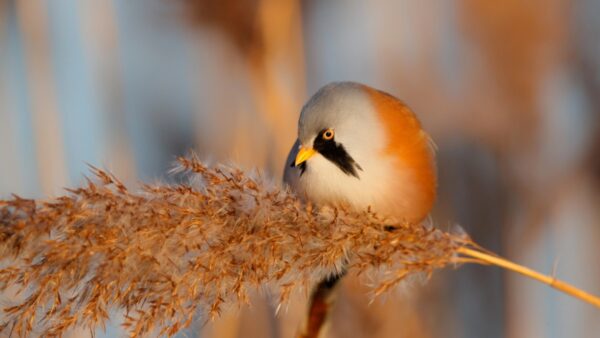 Meet the Adorable Fluffball of the Skies: The Round-Bearded Reedling