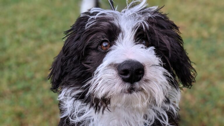 15 Doodle Dog Breeds Taking the Pet World by Storm