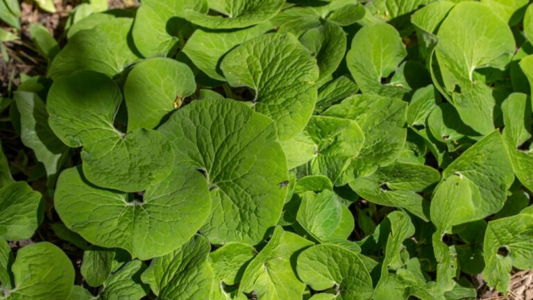Mastering the Art of Growing Wild Ginger: A Shade-Loving Groundcover Gem
