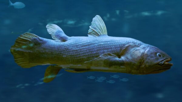Still Alive: 18 Species That Have Outlasted Mass Extinctions