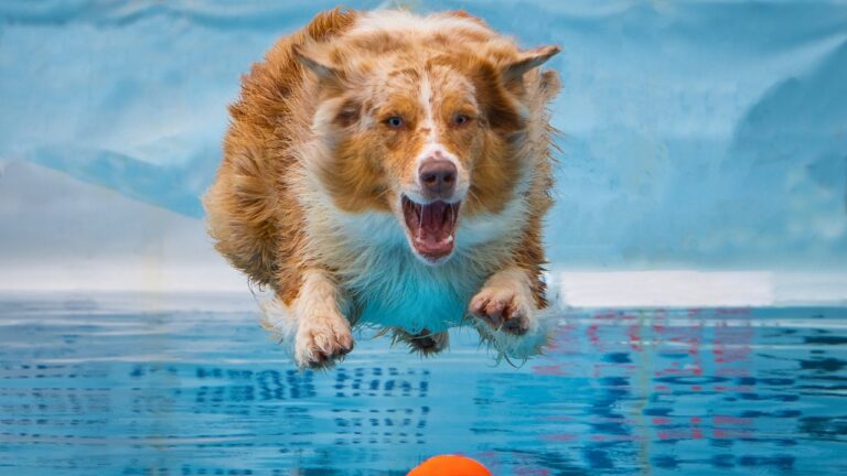 9 Dog-Friendly Hobbies to Strengthen Your Connection with Your Pup