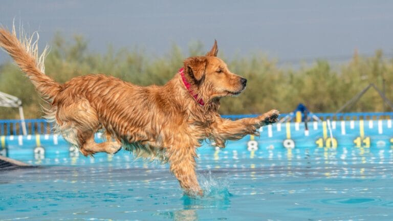 9 Dog-Friendly Hobbies to Strengthen Your Connection with Your Pup