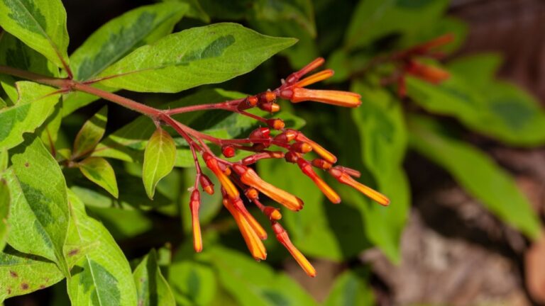 Use These Firebush Tips to Make Your Yard a Hummingbird Haven