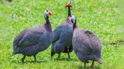 Thinking About Guinea Fowl... 16 Facts to Consider