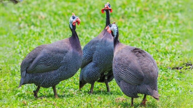 Thinking About Guinea Fowl... 16 Facts to Consider