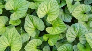 Mastering the Art of Growing Wild Ginger: A Shade-Loving Groundcover Gem