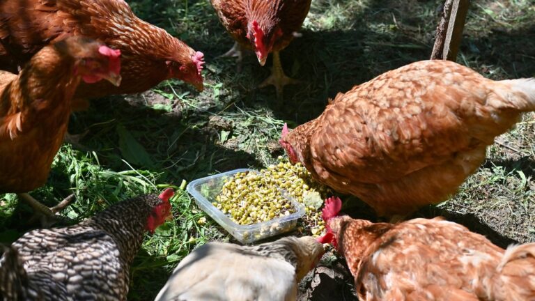 Homemade Chicken Feed 101: Health-Boosting Recipes, Including Our Tried ...