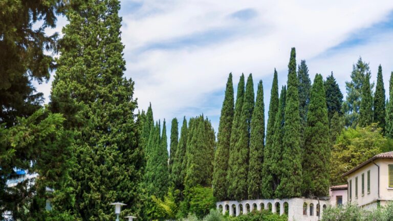 10 Beautiful Privacy Trees to Transform Your Fence Line into a Secluded ...