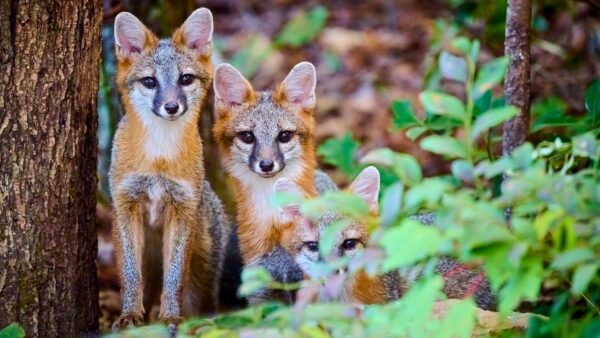 15 U.S. States Where You’re Most Likely to Spot a Fox