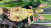 15 Insects You’d Never Expect to Make Awesome Pets