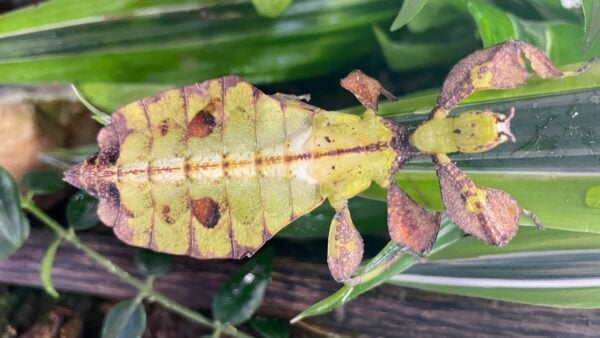 15 Insects You’d Never Expect to Make Awesome Pets