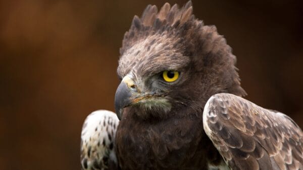 15 Fierce Birds of Prey That Rule the Skies