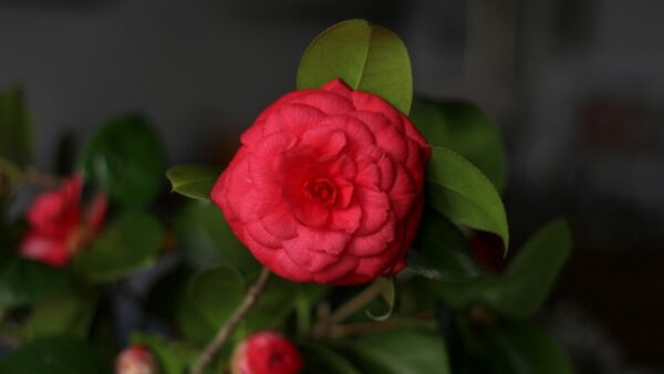 14 Rare Plants on the Brink of Extinction