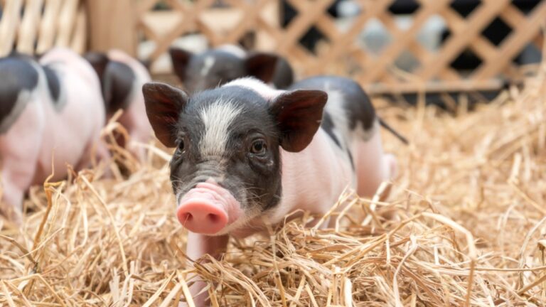 14 Low-Effort Animals for Homesteaders Seeking Simple Farming