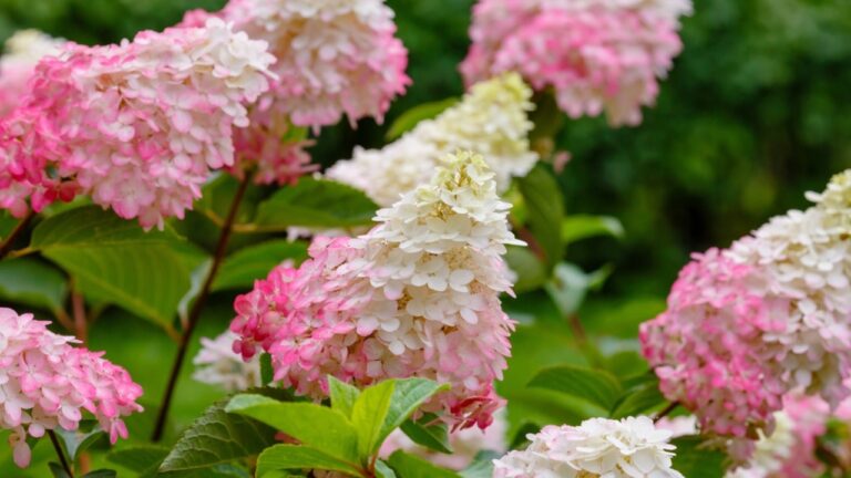 6 Shade-Loving Hydrangeas Perfect for Low-Sun Gardens