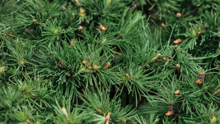 The Power of Pine Needles: 14 Health & Practical Benefits