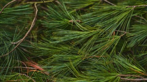The Power of Pine Needles: 14 Health & Practical Benefits