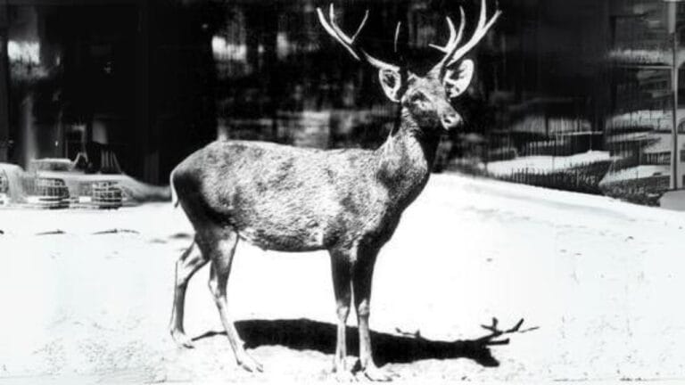 10 of the Weirdest Extinct Animals You've Never Heard Of