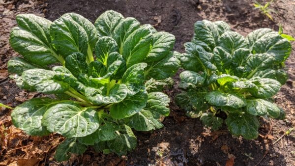 15 Fast-Growing Vegetables Ready in 20 to 50 Days