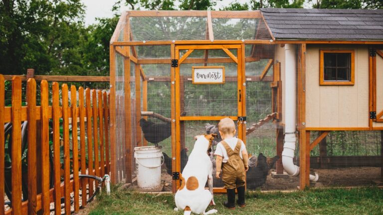 15 Must Haves For A Safe Happy Chicken Coop