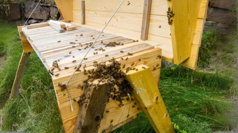 New to Beekeeping? 10 Hive Styles You Need to Know