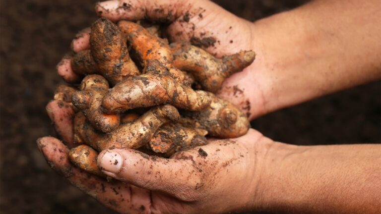 How to Successfully Grow Turmeric in Containers in Any Climate Zone