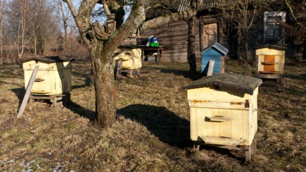 New to Beekeeping? 10 Hive Styles You Need to Know