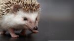 15 Hedgehog Facts That Prove They’re More Than Just Adorable Little Spikes