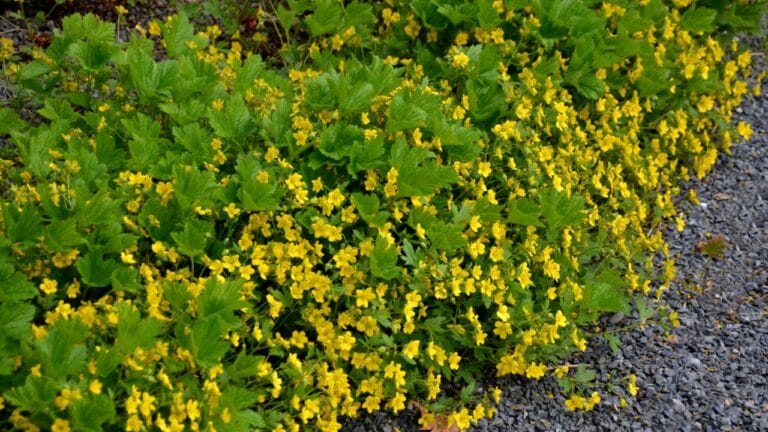 15 Evergreen Perennials for Constant Color & Natural Weed Control