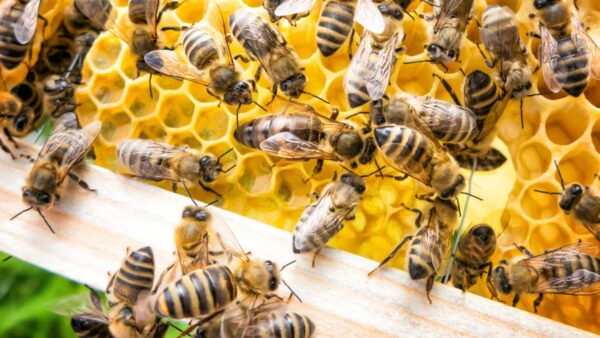New to Beekeeping? 10 Hive Styles You Need to Know