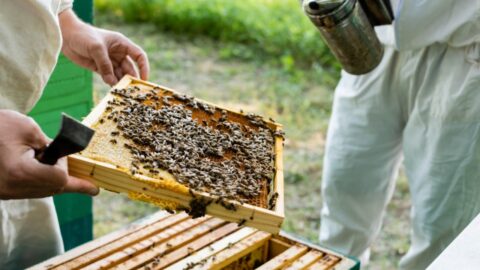 30 Rookie Beekeeping Mistakes to Avoid