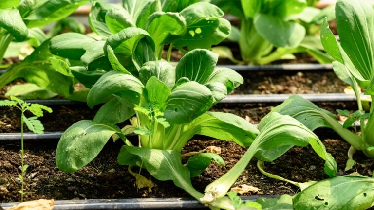 Frost-Defying Veggies: 25 Cold-Hardy Heroes for Your Winter Garden