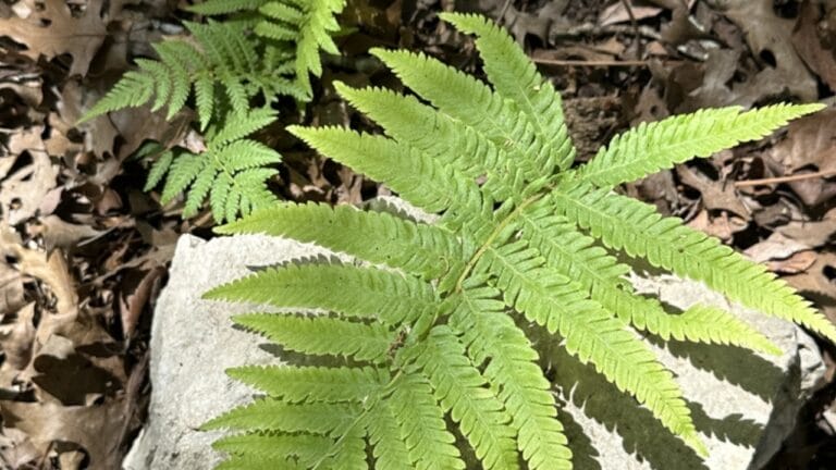 Achieve a Weed-Free Garden with These 15 Perennial Ferns