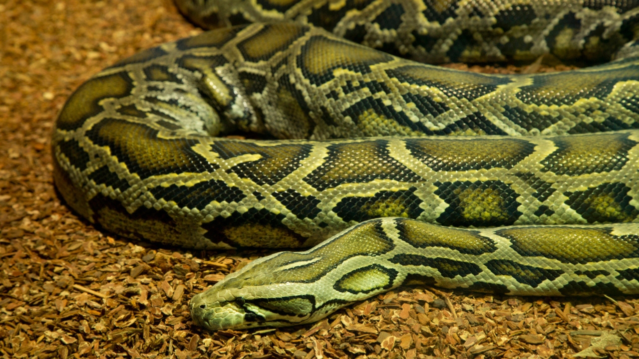 America’s 12 Most Destructive Invasive Species Taking Over Ecosystems