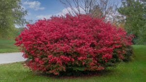 12 Bushes That Bring Brilliant Fall Colors to Your Landscape
