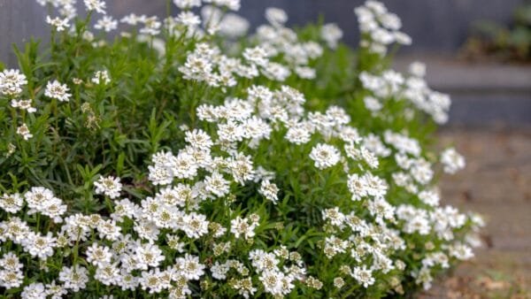 Tiny But Mighty: 22 Small Flowers That Transform Any Garden