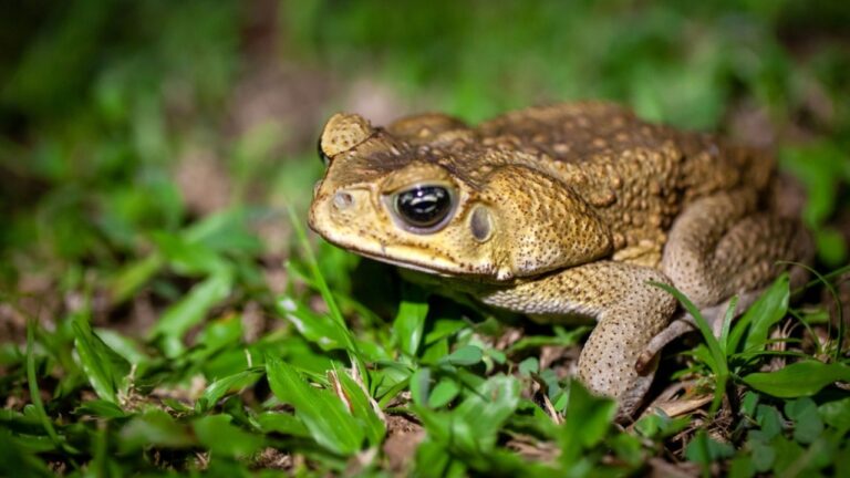 America’s 12 Most Destructive Invasive Species Taking Over Ecosystems