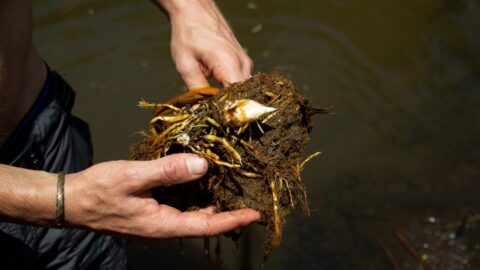 Cattail Cuisine: 8 Tips to Forage & Enjoy this Wild Edible