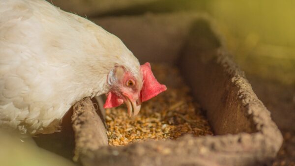 Homemade Chicken Feed 101: Health-Boosting Recipes, Including Our Tried ...
