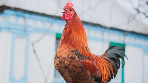 16 Reasons Backyard Chickens Belong in Your Home’s Backyard