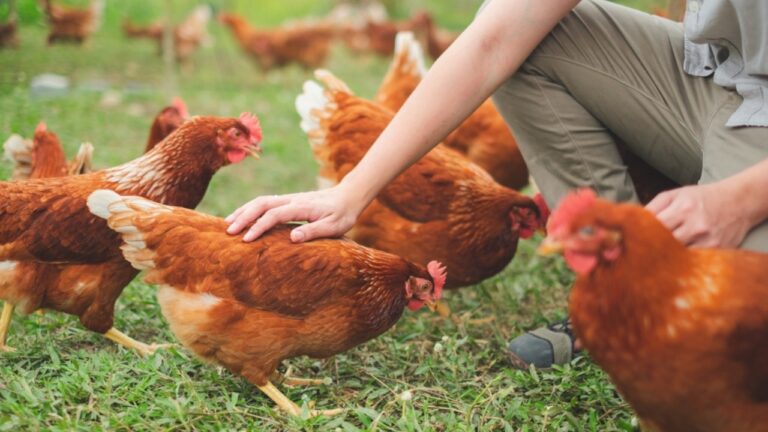 16 Reasons Backyard Chickens Belong in Your Home’s Backyard