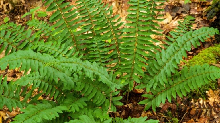 Achieve a Weed-Free Garden with These 15 Perennial Ferns